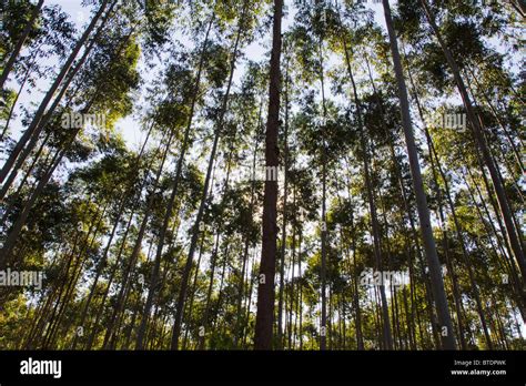 Sun Filtering Through The Trees Hi Res Stock Photography And Images Alamy