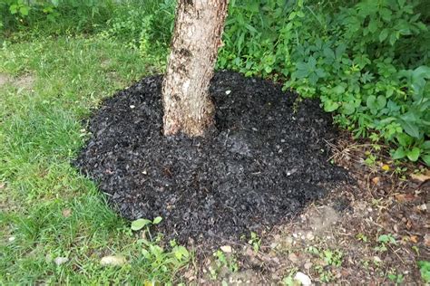 New Homeowner Seeks Advice After Discovering Strangled Trees Struggling To Survive You May