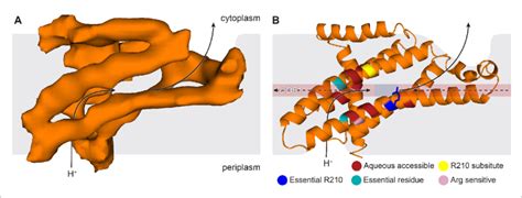 The E Coli F Atpase Subunit A And The Suggested Path Of Proton Download Scientific Diagram