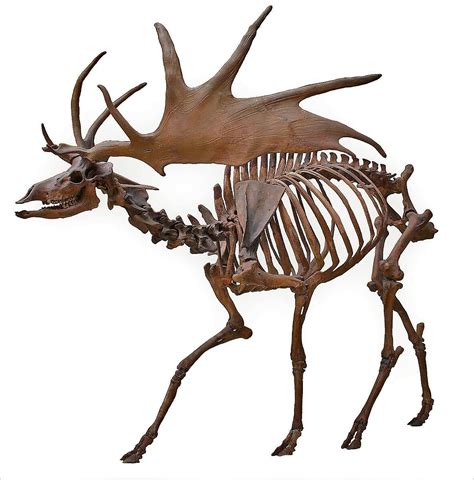 Irish Elk Wikipedia
