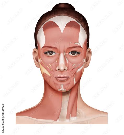 Stock Illustration „눈을 뜬 여성얼굴 근육 메디컬일러스트 Adobe Stock
