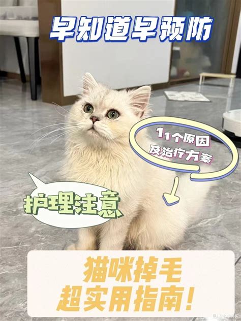 猫咪掉毛指南！11个原因及治疗一看就懂 其他宠物营养品什么值得买
