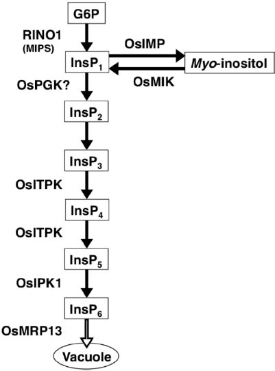 Scheme For Biosynthesis Of Phytic Acid Ins P 6 And Inositol In Rice