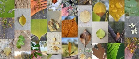 Welcome To The Leaf Connection · Inaturalist Ecuador