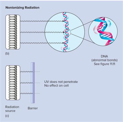 Microbial Control Flashcards Quizlet