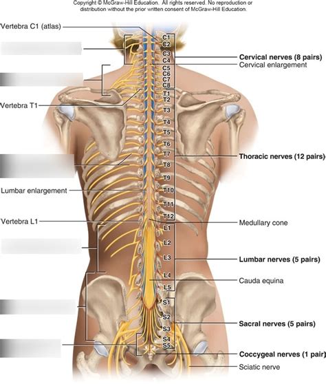 Nerve Plexuses Diagram Quizlet