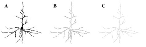 Three Binary Forms Of 2d Neuronal Reconstructions Used For Calculating Download Scientific