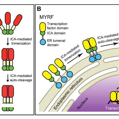 The Same Protein Domain Ica—green Circle Mediates Trimerization And