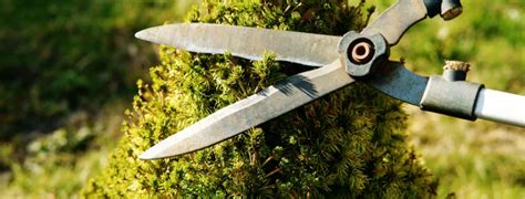 Tree Trimming And Pruning