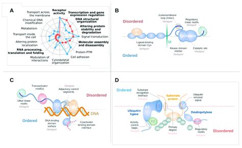 Pathways And Processes Modulated By Disordered Driver Mutations A