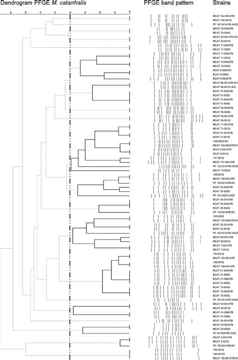 dendrogram generated using fingerprinting software based on pfge