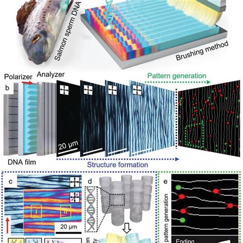Generation Of Dna Physical Unclonable Function A Schematic Download Scientific Diagram