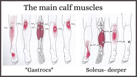 The Easy Way To Release Trigger Points In Your Calf Muscles Dr Graeme Massagers