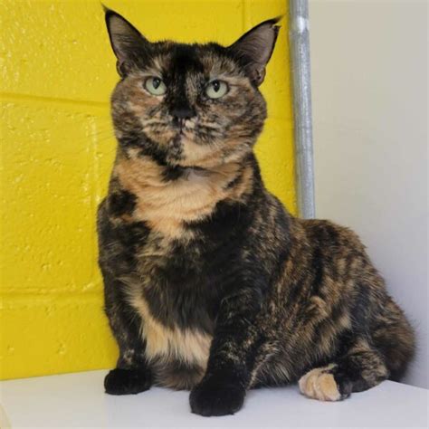 Rainbow Talbot Humane