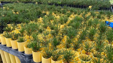 Inside A High Tech Nursery Supporting The Future Of Forests Arbor Day Foundation