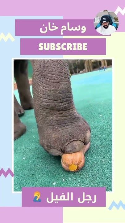 رجل الفيل تخيل لو انه دعس قدم الرجل اكسبلور Memes حيوانات ضحك