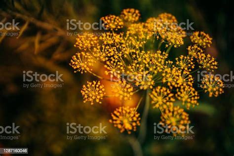 딜의 클로즈업 녹색 배경에 딜 우산 잔디와 잎의 배경에 딜의 꽃 샐러드와 수제 준비를위한 유용한 허브 0명에 대한 스톡 사진 및 기타 이미지 Istock
