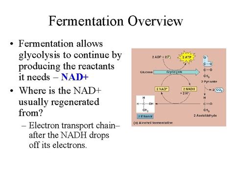 Fermentation And Control Of Cellular Respiration Ap Biology