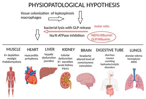 Cellular Pathophysiology Of Leptospirosis Role Of Na K Atpase