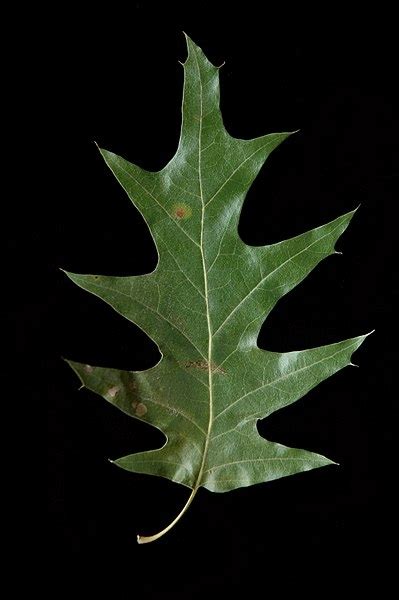 Quercus Pagoda Cherry Bark Oak Cherrybark Oak Oaks North Carolina