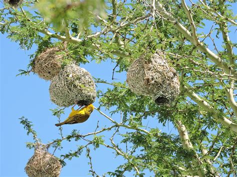 Hanging Bird Nest In Tree