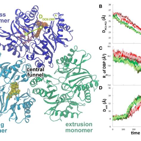 The Second Substrate Binding At A Monomer Accelerates The Download Scientific Diagram