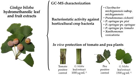 Ginkgo Test Example At Greg Stone Blog