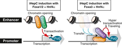 The Role Of Pioneer Transcription Factors In The Induction Of Direct Cellular Reprogramming Pmc