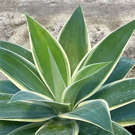 Variegated Fox Tail Agave Agave Attenuata Ray Of Light Plants Express