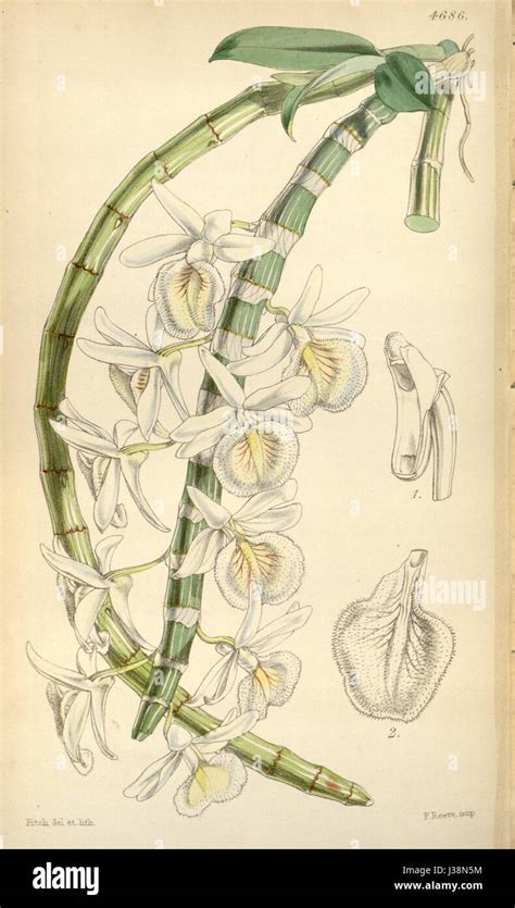 Dendrobium Polyanthum As Dendrobium Cretaceum Curtis 78 Ser 3 No