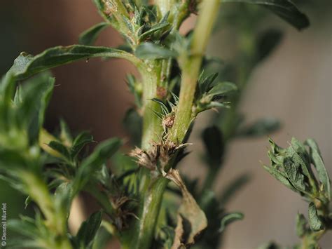 Amaranthus Albus