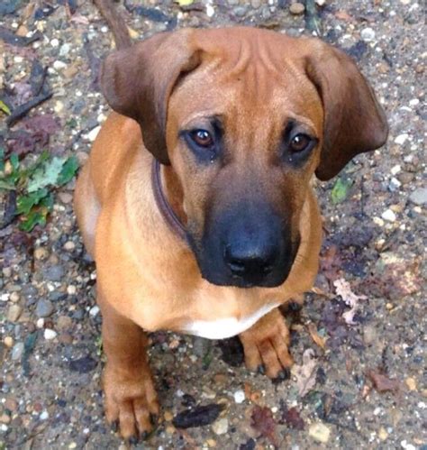 Rhodesian Ridgeback Rhodesian Ridgeback Dog Rhodesian Ridgeback