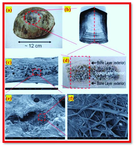 Multiscale Hierarchy And The Shell Of Turtle A A Morphology Of The