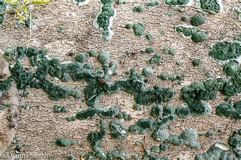 Trichoderma Viride