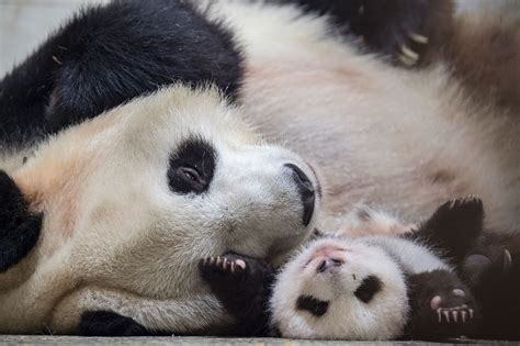 A Behind The Scenes Look At Photographing Pandas National Geographic