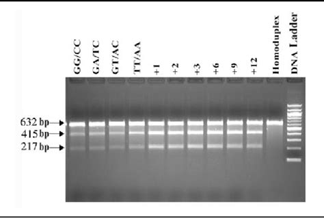 Figure 1 From Mutation Detection Using Surveyor Tm Nuclease Semantic