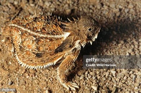 Horned Toad Photos And Premium High Res Pictures Getty Images