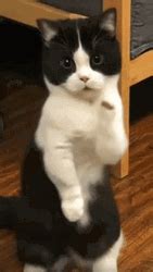 Cute Cat Salute Meme  500×500 Salute Meme
