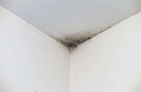 Mold Prevention Tips For Property Landlords