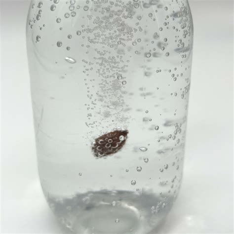 States Of Matter Labs Editable Digital Made By Teachers