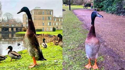 A Record Breaking Bird The Tallest Duck In The World