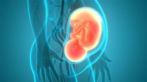 산모와 태아 유전자의 비밀알고보니 ‘적대 관계