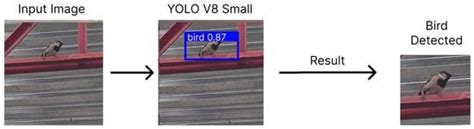 Integration Of Yolov8 Small And Mobilenet V3 Large For Efficient Bird