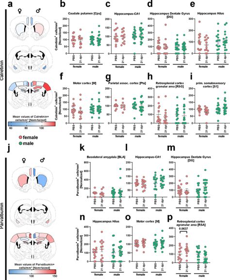 Sex Specific Biphasic Alpha Synuclein Response And Alterations Of