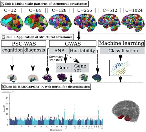 Study Workflow For Mega Analysis Of Human Brain Structural Covariance