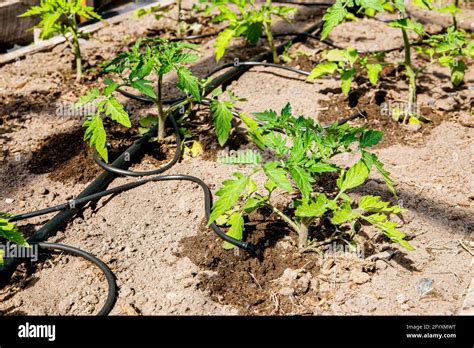 Drip Irrigation System For Tomatoes