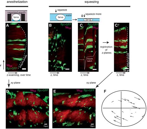 Figure 1 From Dynamic Clonal Analysis Based On Chronic In Vivo Imaging Allows Multiscale