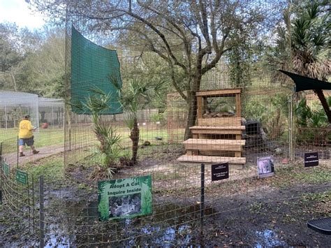 Big Cat Rescue Tampa Florida Exotic Animal Sanctuary • Deep Water