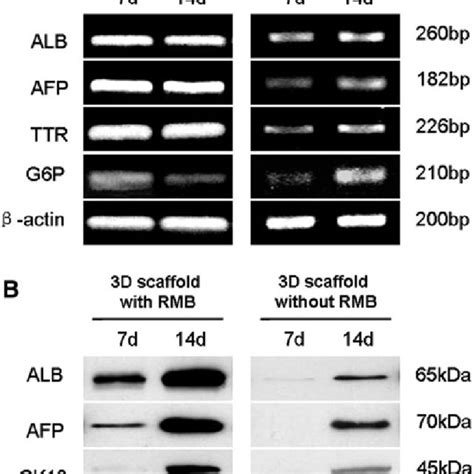 Reverse Transcriptase Polymerase Chain Reaction Rt Pcr And Western Download Scientific