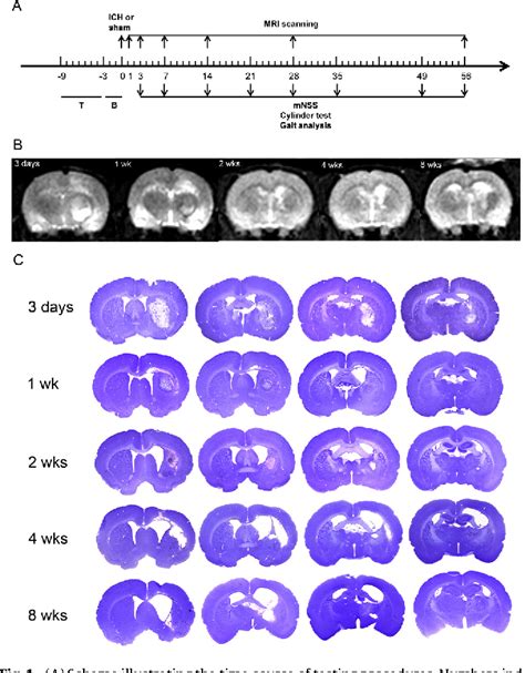 Figure 1 From Quantitative Gait Analysis Of Long Term Locomotion Deficits In Classical